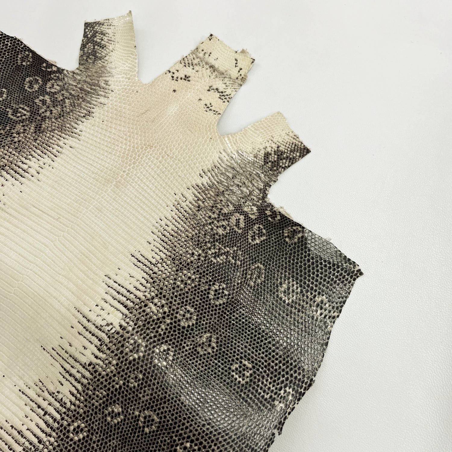 Natural Lizard Skin (Back Cut)