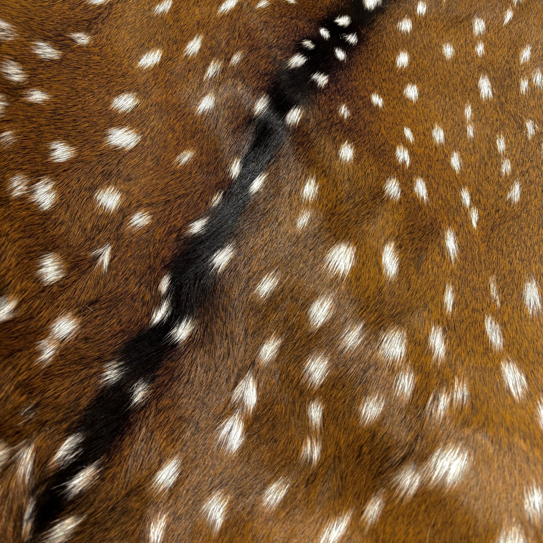 Axis Deer Hide | Grade 1 & Extra Large | Perfect for Bags and Apparel