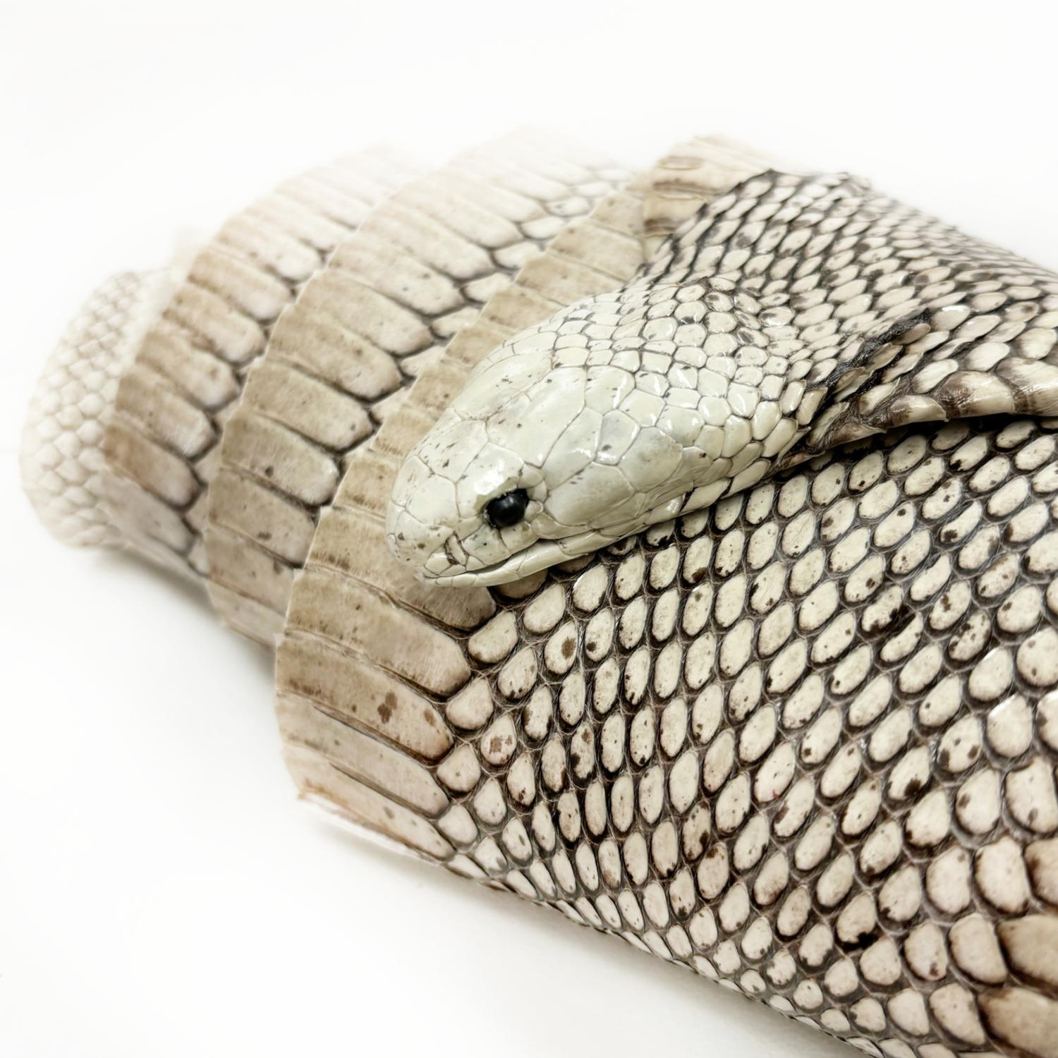 Head-On Genuine Leather Cobra Hide