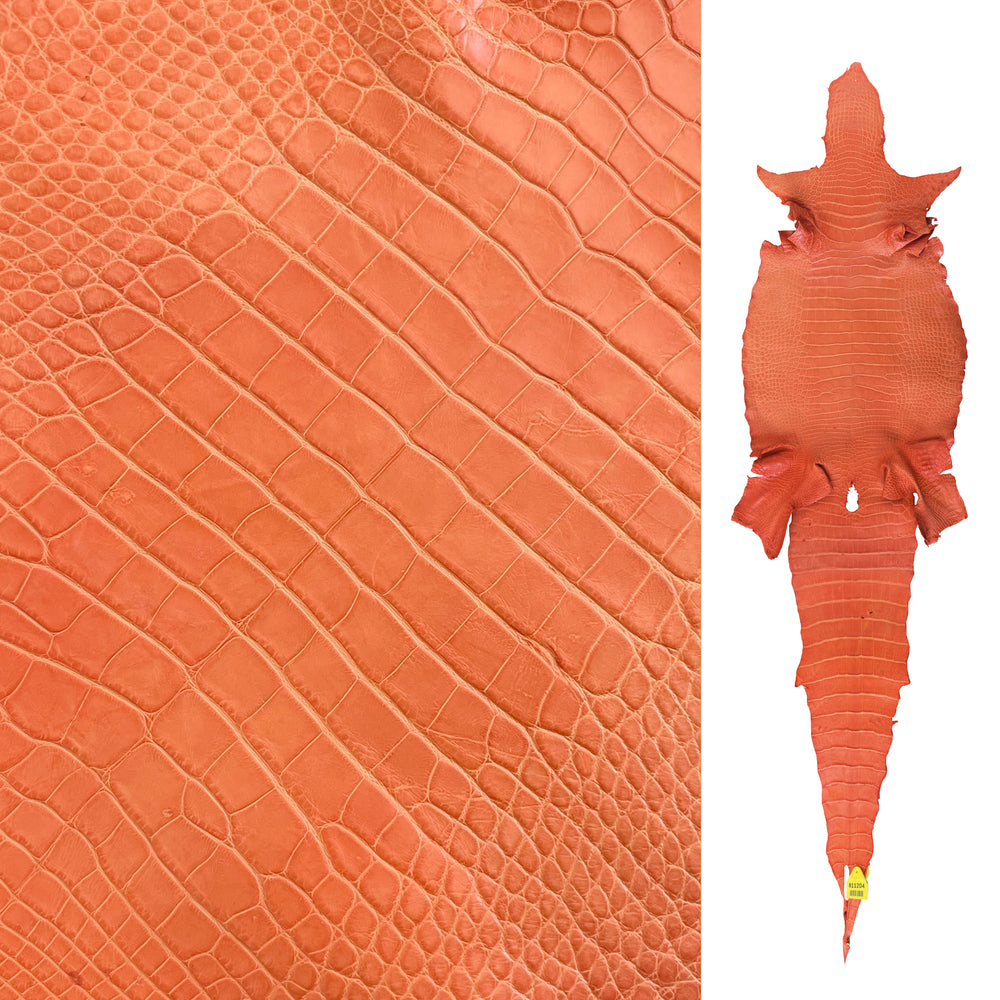Wild American Alligator Orange | 37 cm