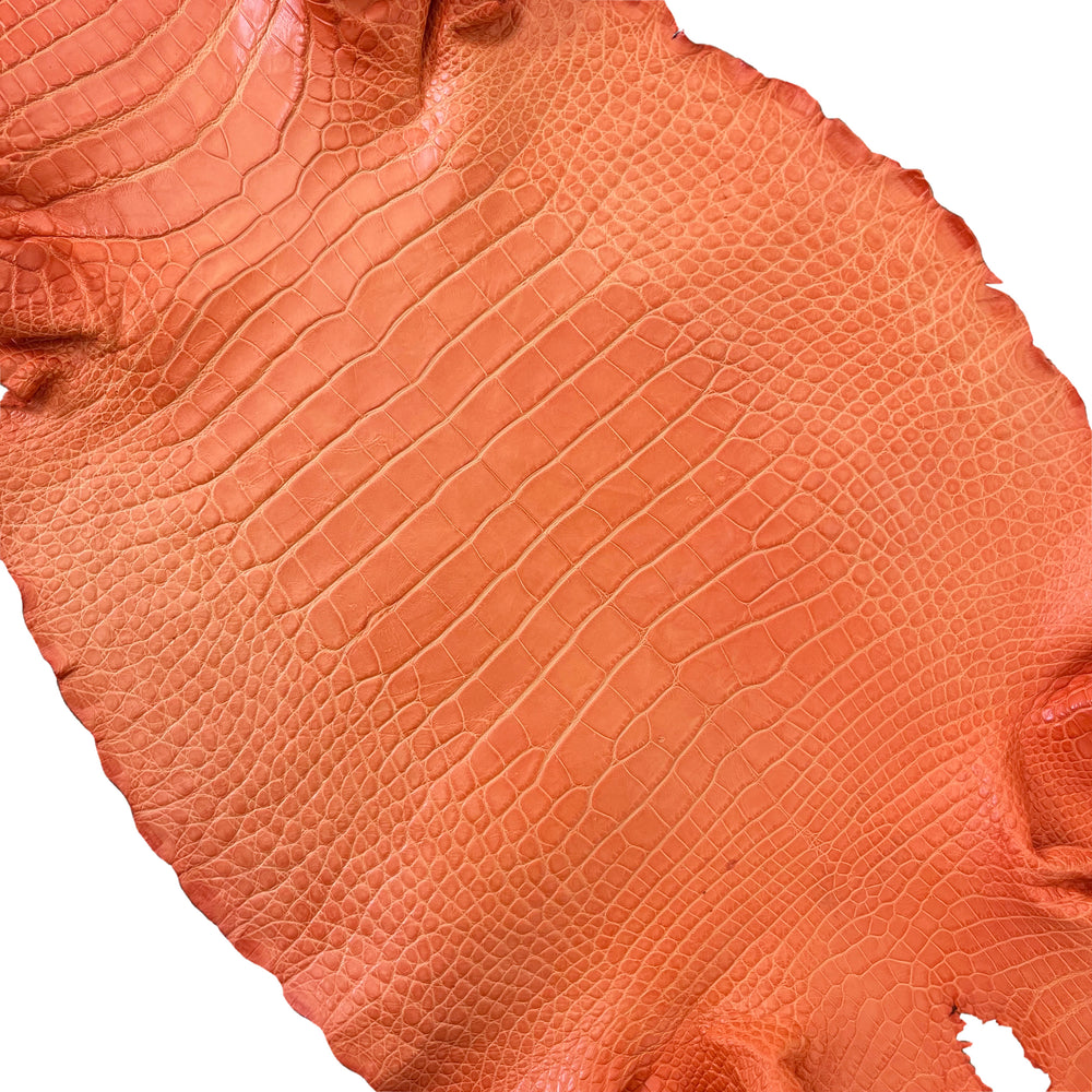 Wild American Alligator Orange | 37 cm